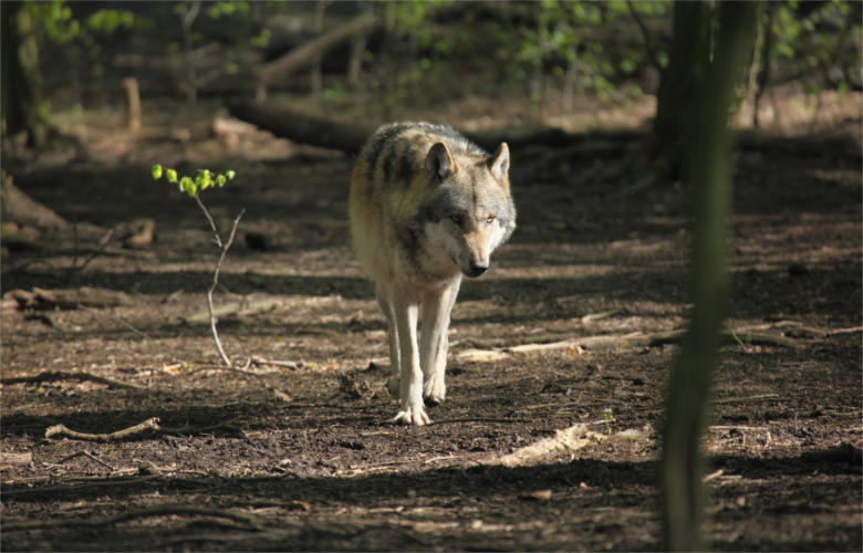 Washington wolf pack progress // GOHUNT. The Hunting Company