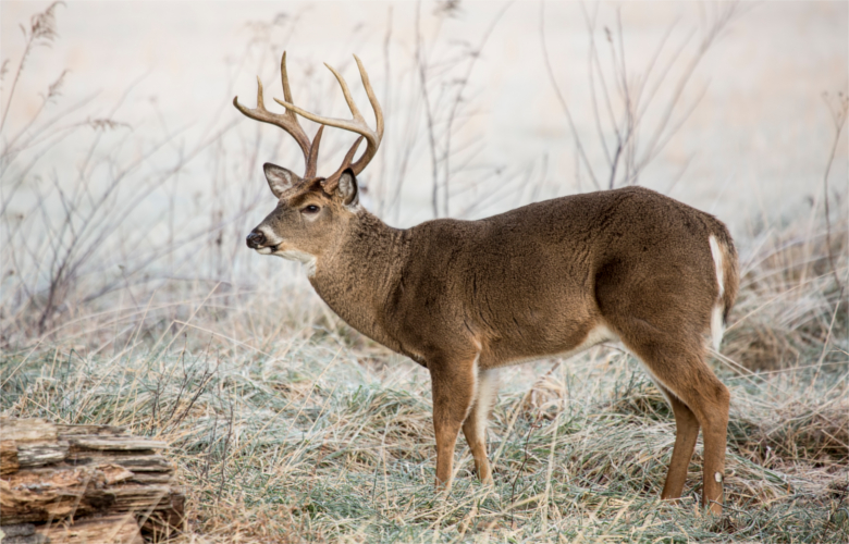 CWD found near Yellowstone // GOHUNT. The Hunting Company