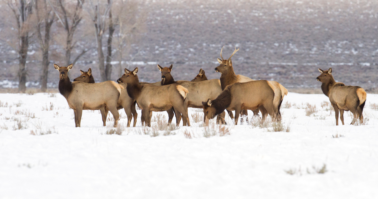 WGFD looks at backup plans for feedgrounds // GOHUNT. The Hunting Company