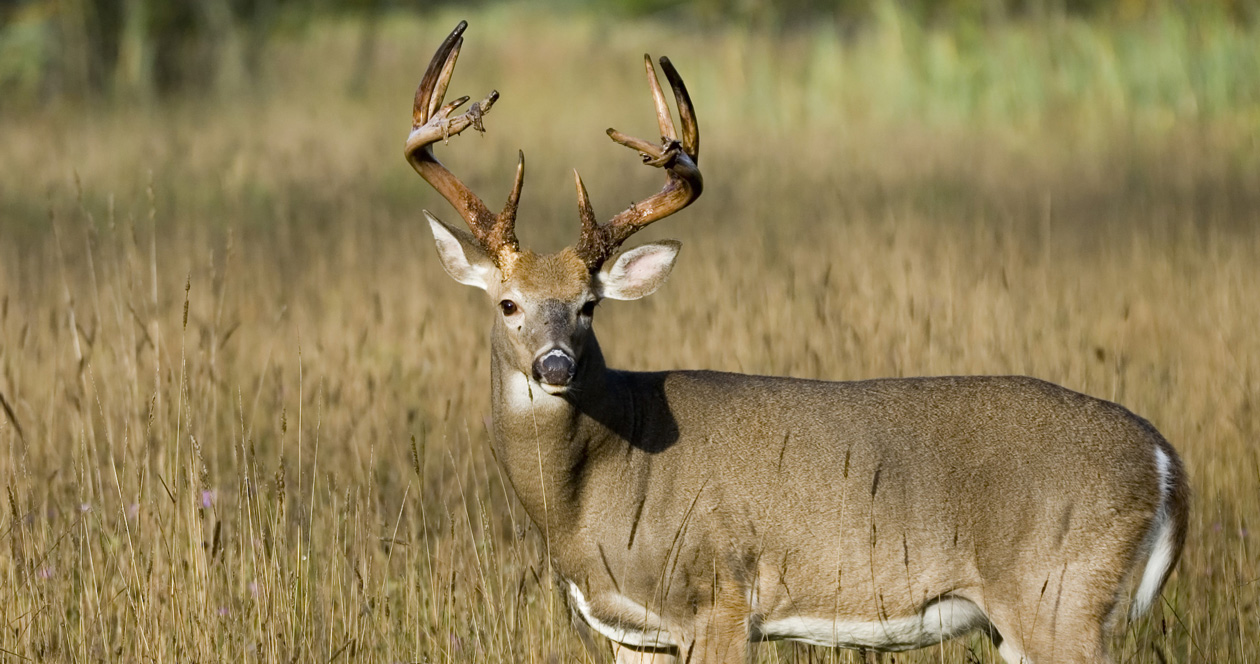 Tennessee deer die of disease before opening day // GOHUNT. The Hunting ...