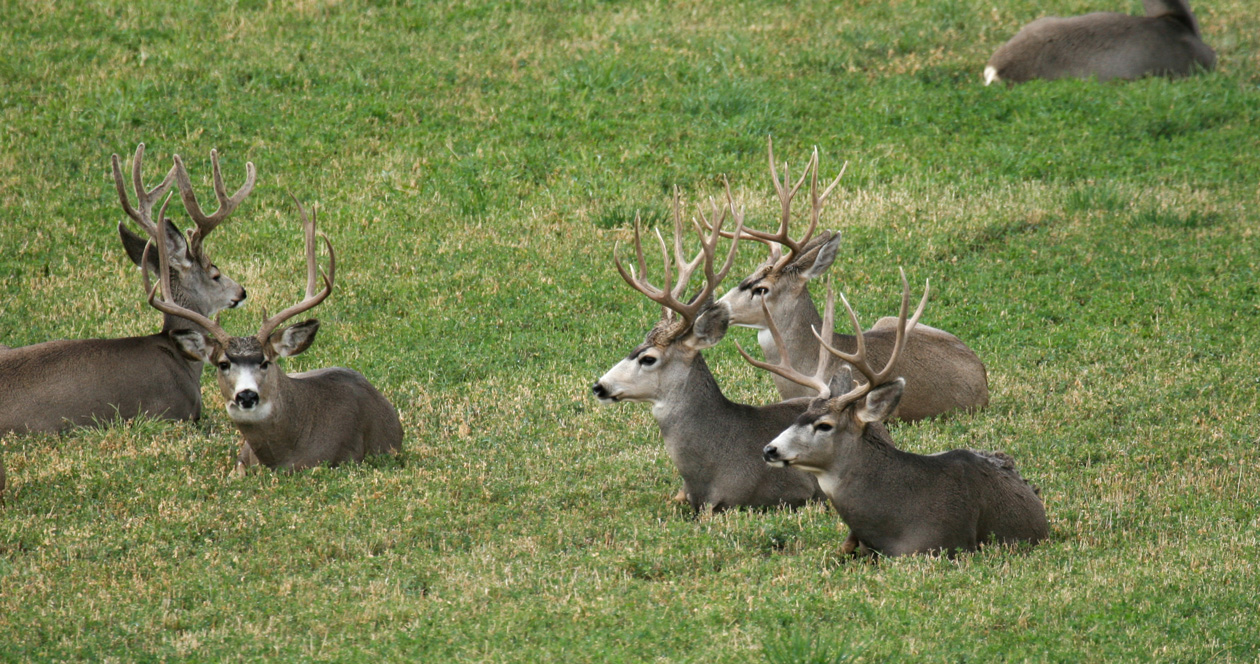 Colorado Springs contemplate the idea of an urban hunting program ...
