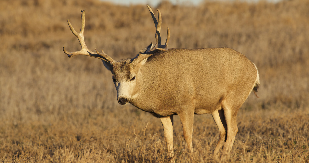 Wyoming mule deer bounce back after 2016-2017 winterkill // GOHUNT. The ...