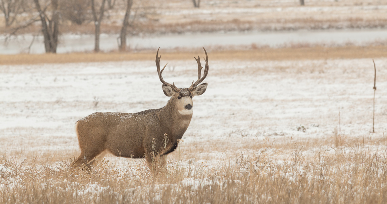CWD advances within Montana // GOHUNT. The Hunting Company