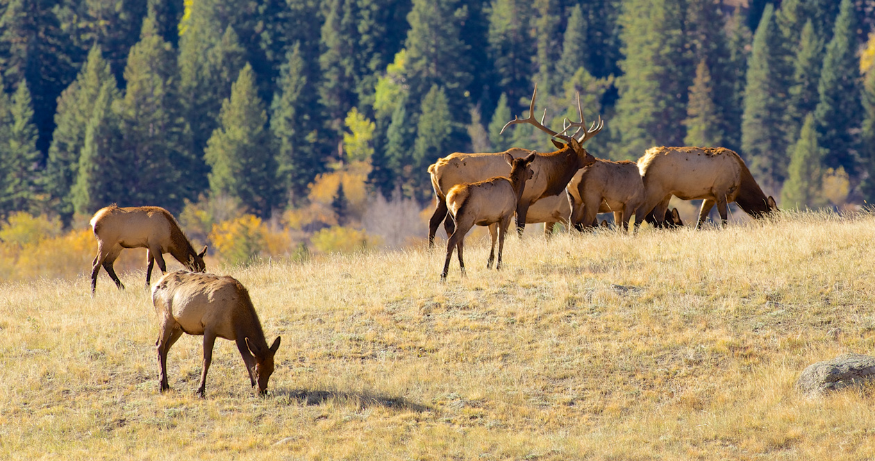 Idaho angers many over new elk depredation study // GOHUNT. The Hunting ...