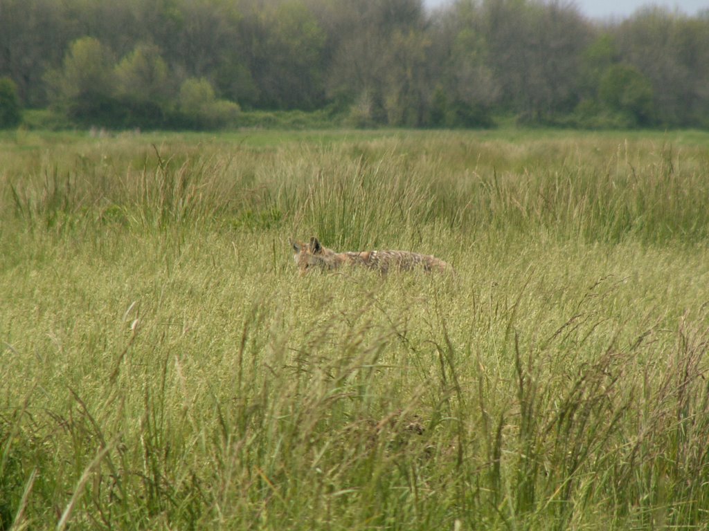Oregon Unit 11 - Scappoose Unit Profile // GOHUNT. The Hunting Company