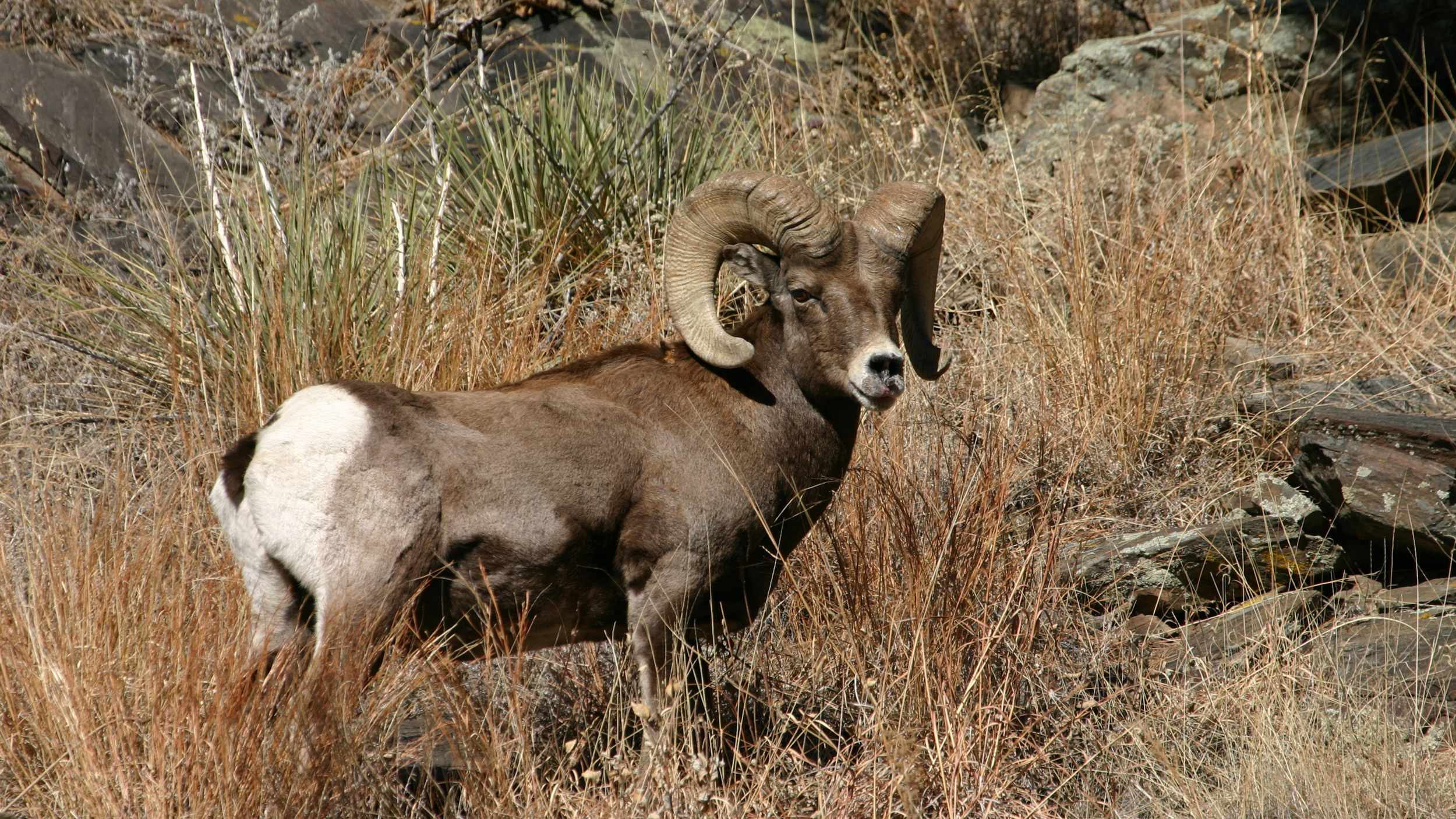 Arizona Rocky Mountain bighorn sheep raffle tag opportunity - 100% of ...