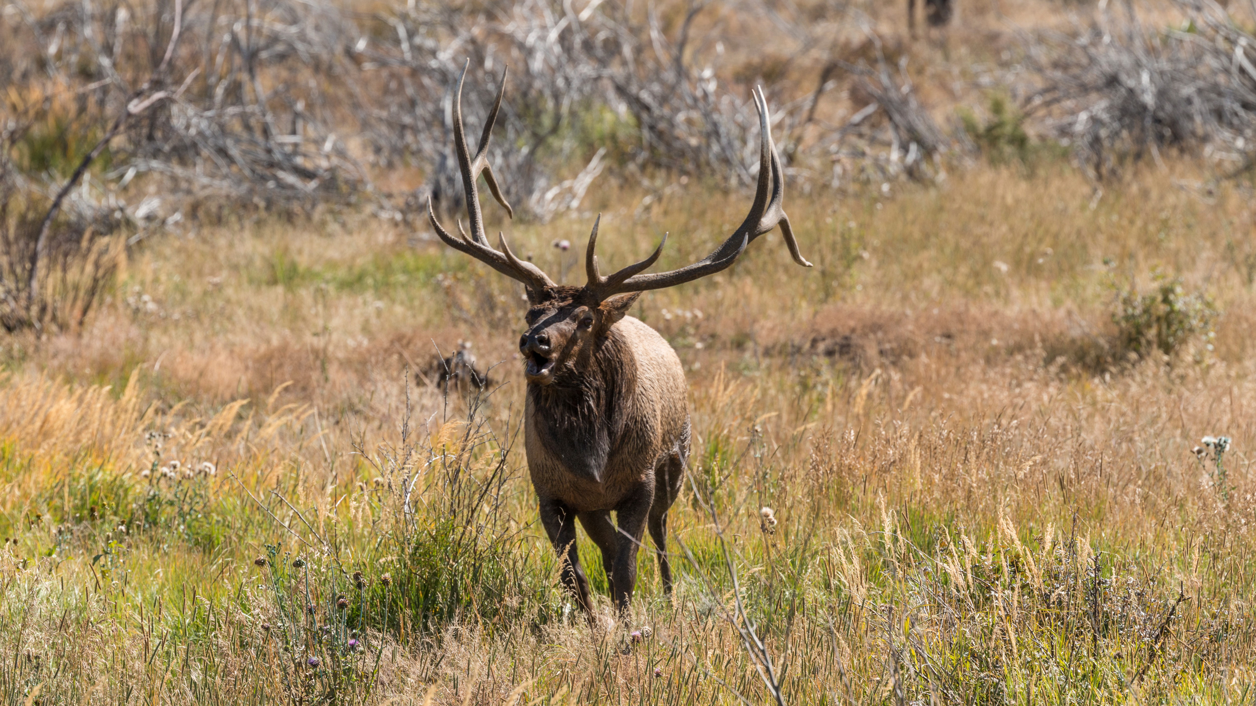Application Strategy 2025: Utah elk and antelope tips, strategies and ...