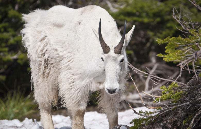 APPLICATION STRATEGY 2017: Colorado Sheep, Moose, Goat // GOHUNT. The ...