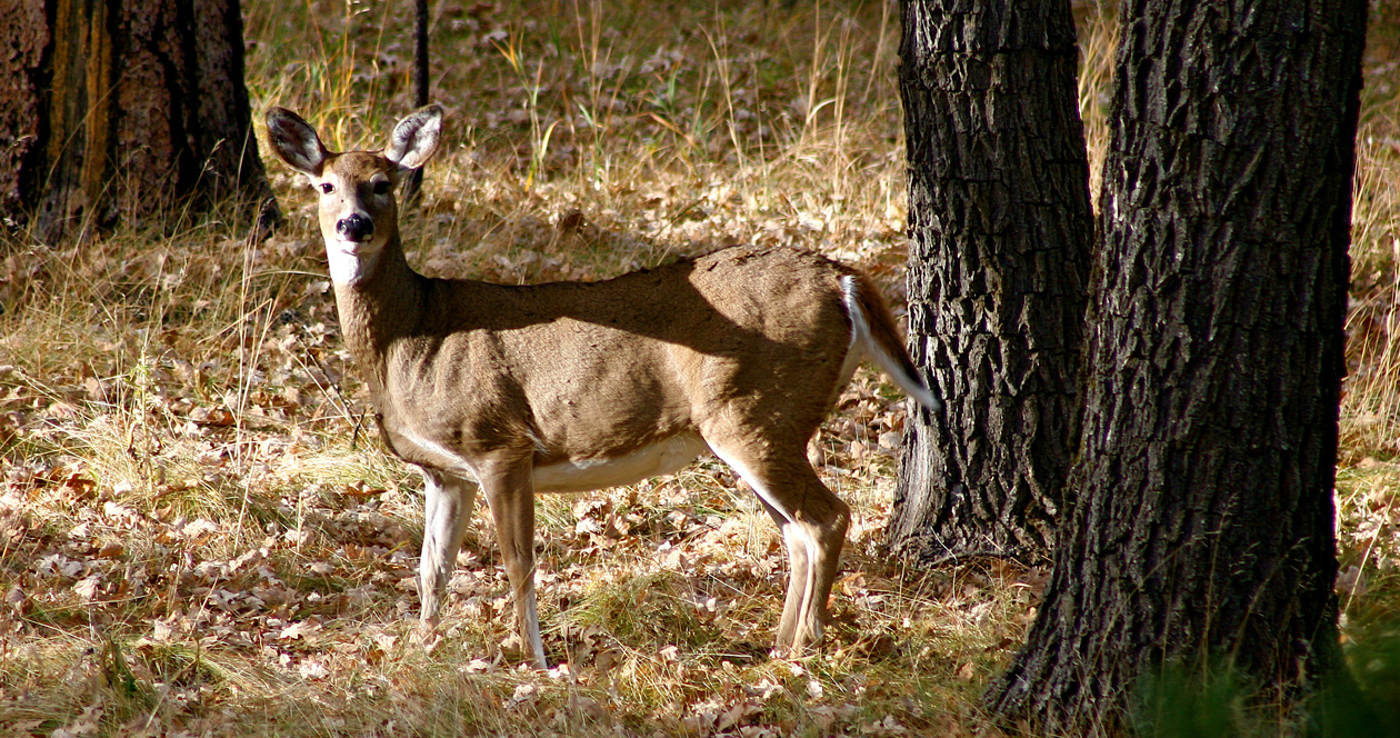 Missouri deer test positive for hemorrhagic disease // GOHUNT. The ...