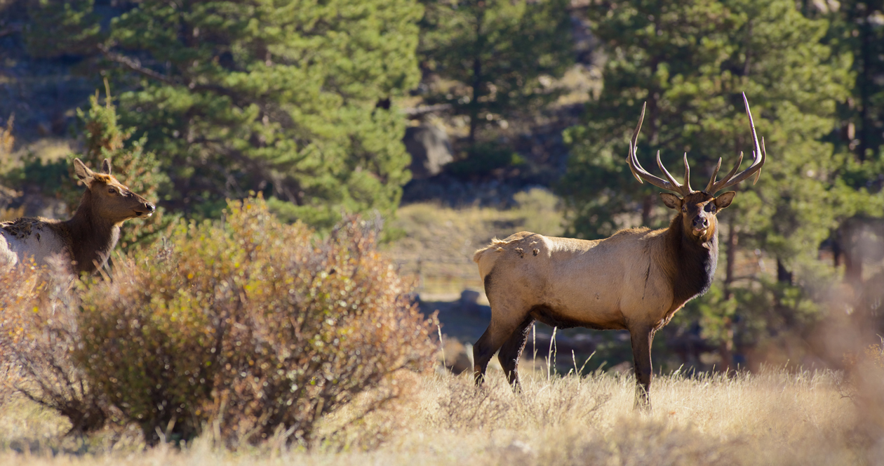 Idaho arrests two long-time elk poachers // GOHUNT. The Hunting Company