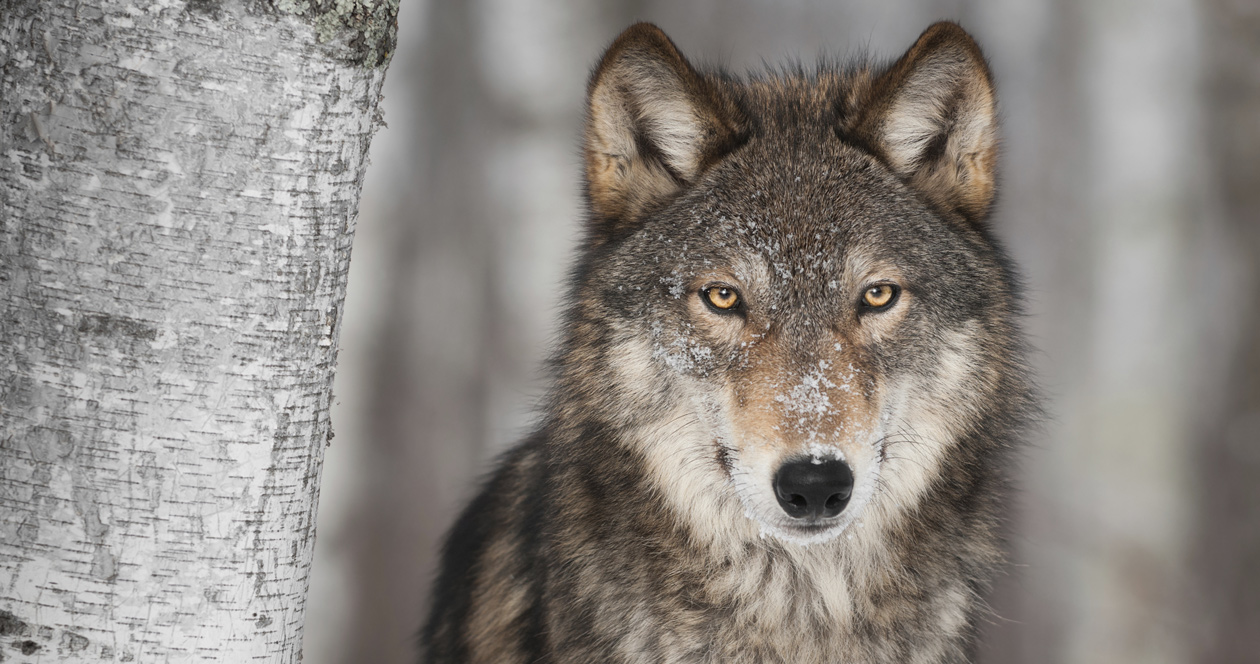 Wolves spotted in Western Washington // GOHUNT. The Hunting Company
