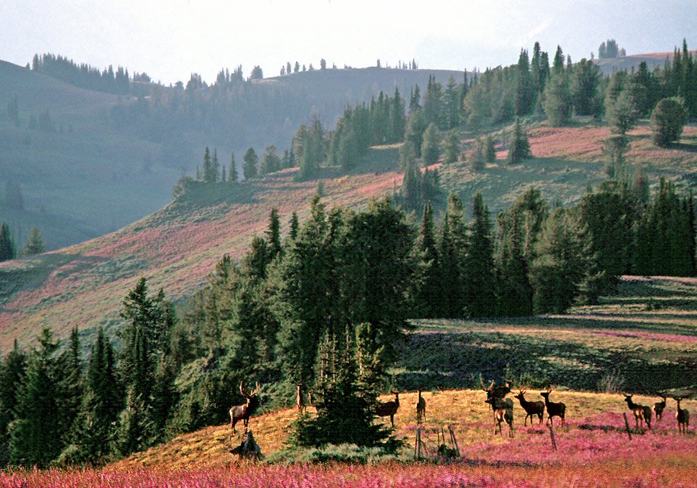 Oregon Unit 62 - Pine Creek Unit Profile // GOHUNT. The Hunting Company