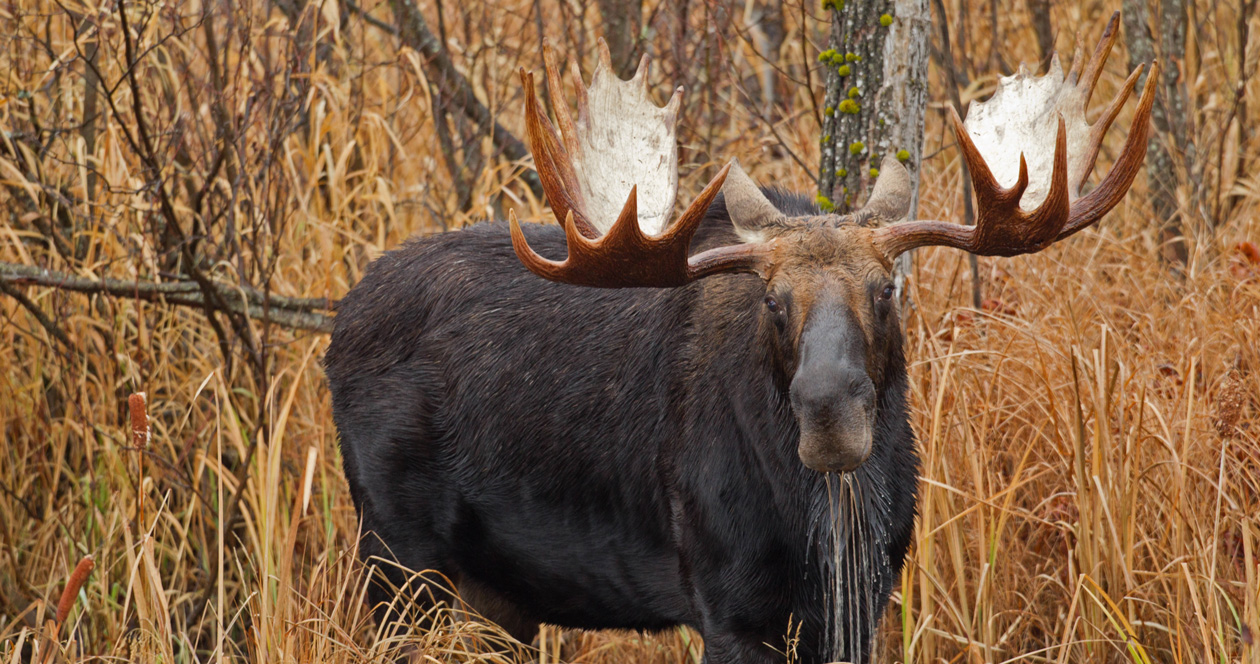 Utah man hacks into Wyoming computer system to apply for two moose tags ...