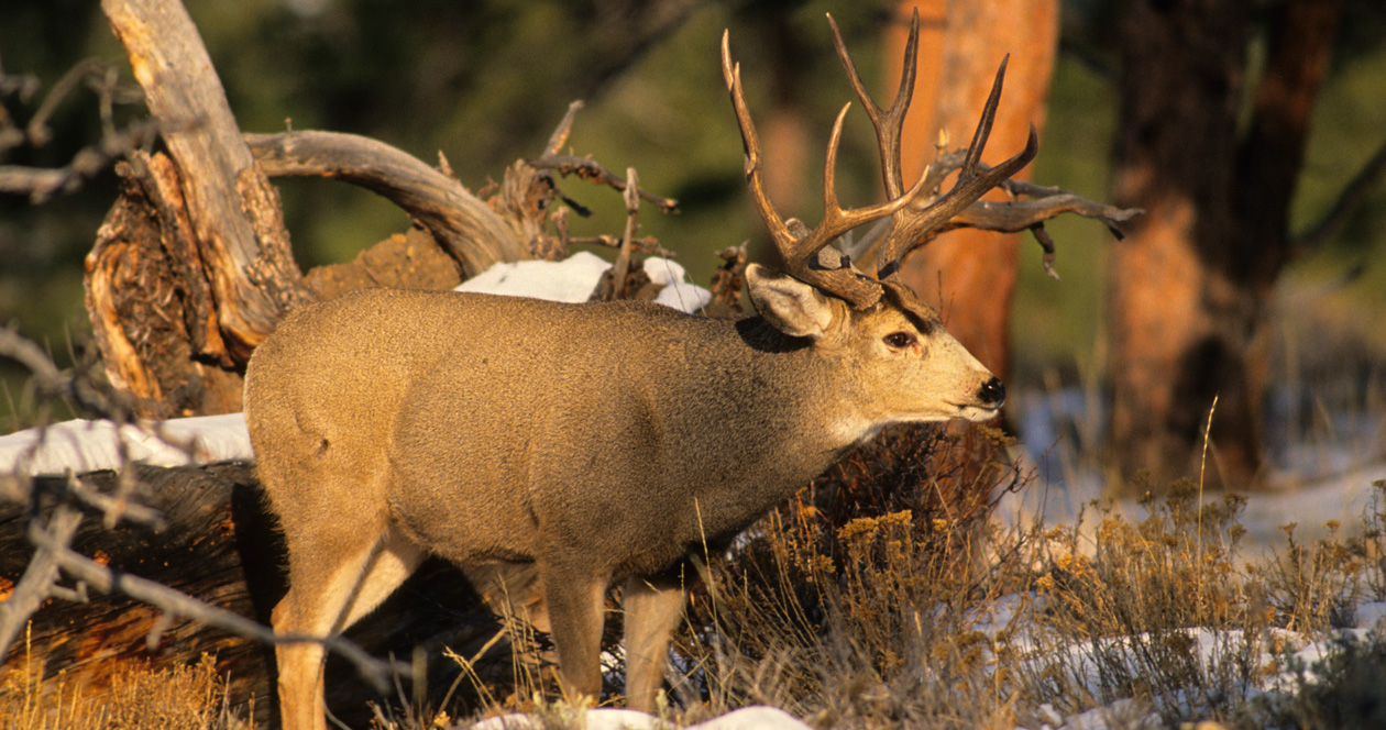 California man convicted of poaching trophy deer // GOHUNT. The Hunting ...