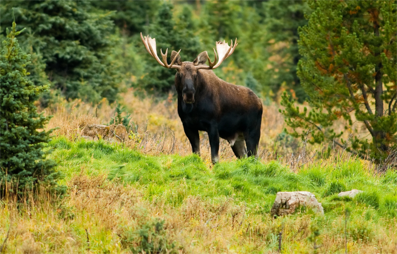 Montana preps for CWD // GOHUNT. The Hunting Company
