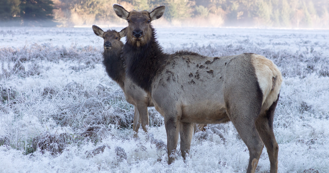 Colorado seeks information about elk poachers // GOHUNT. The Hunting Company