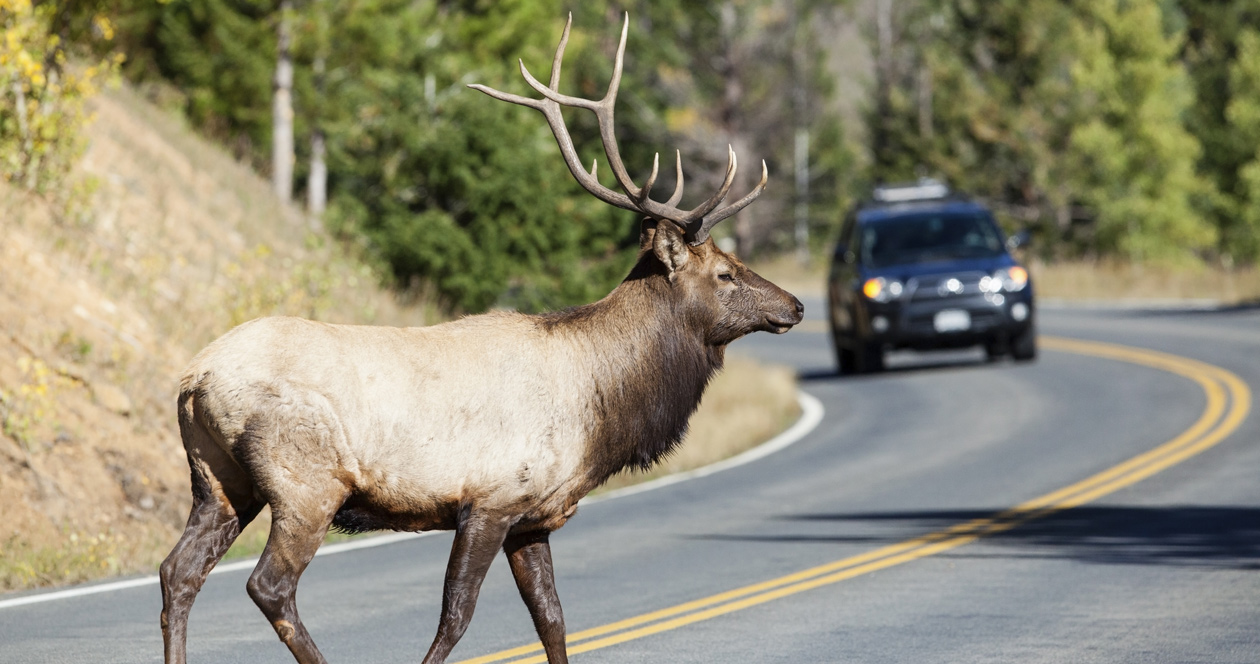 Oregonians: stock your freezer with roadkill // GOHUNT. The Hunting Company
