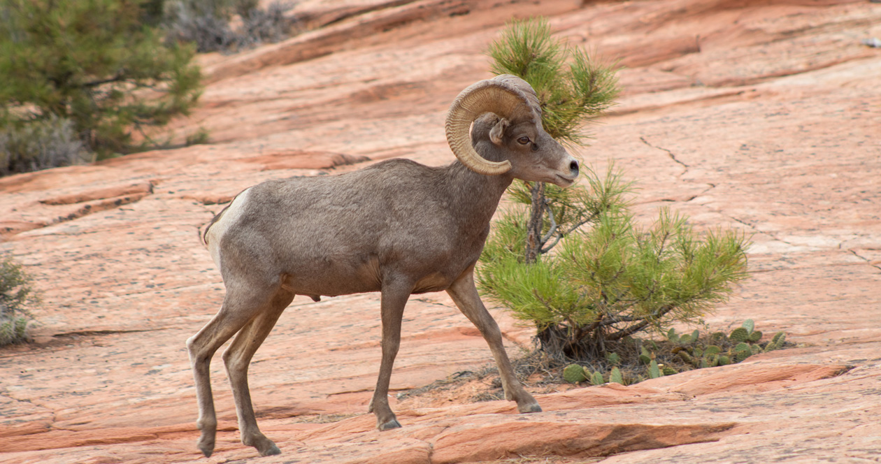 How to Apply for Utah Bison, Moose, Mountain Goat, and Sheep Hunts in ...