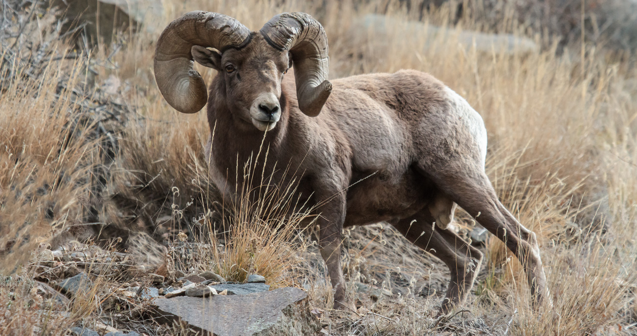 Wild Horse Island may yield new world record bighorn // GOHUNT. The ...