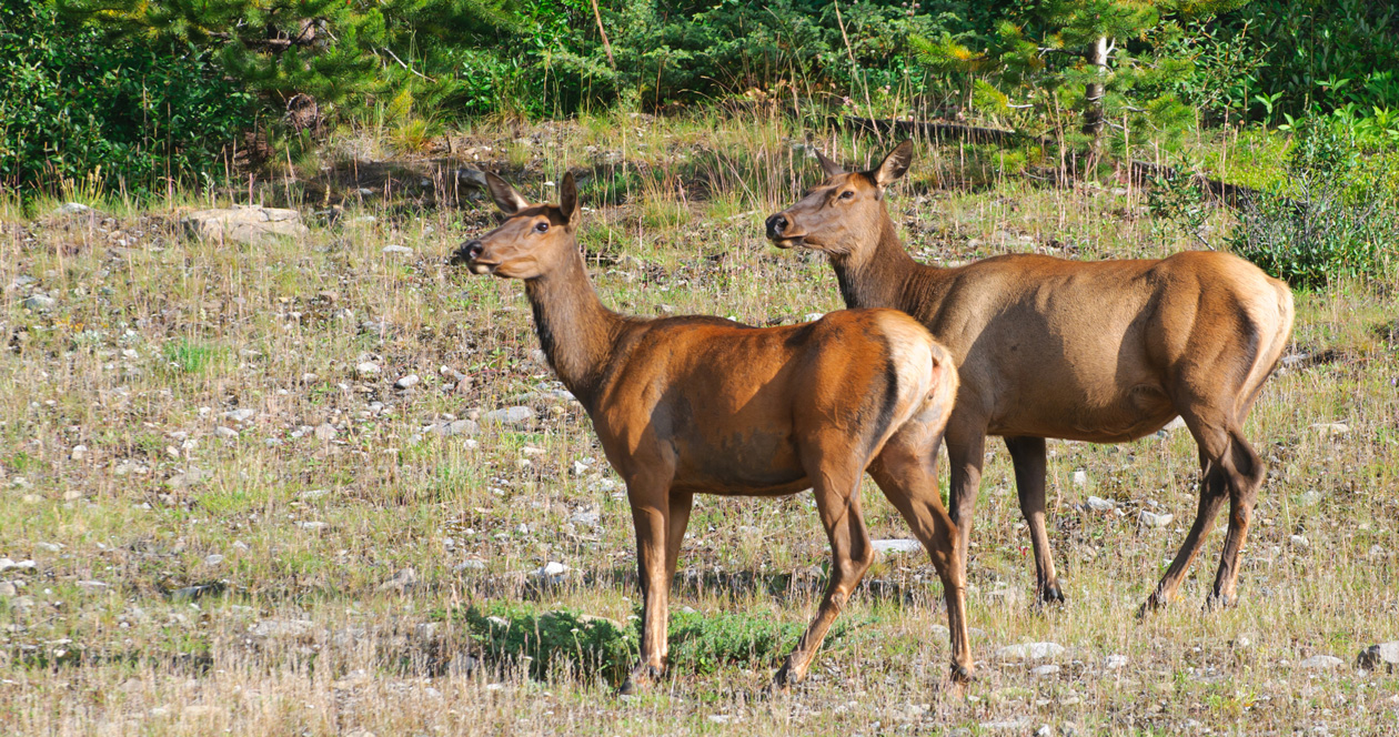 First Michigan elk season a success // GOHUNT. The Hunting Company