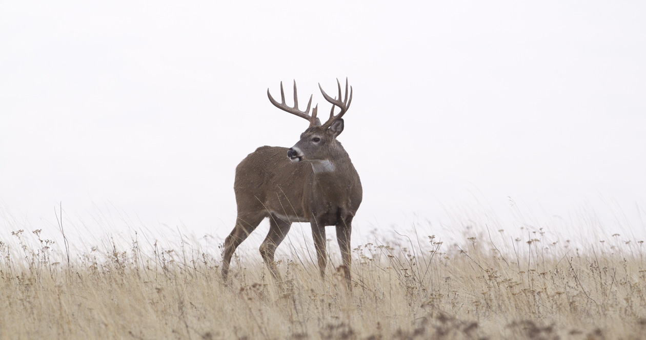 Montana announces special CWD hunt // GOHUNT. The Hunting Company