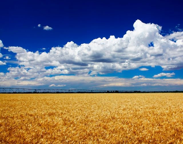 Colorado Unit 124 Unit Profile // GOHUNT. The Hunting Company