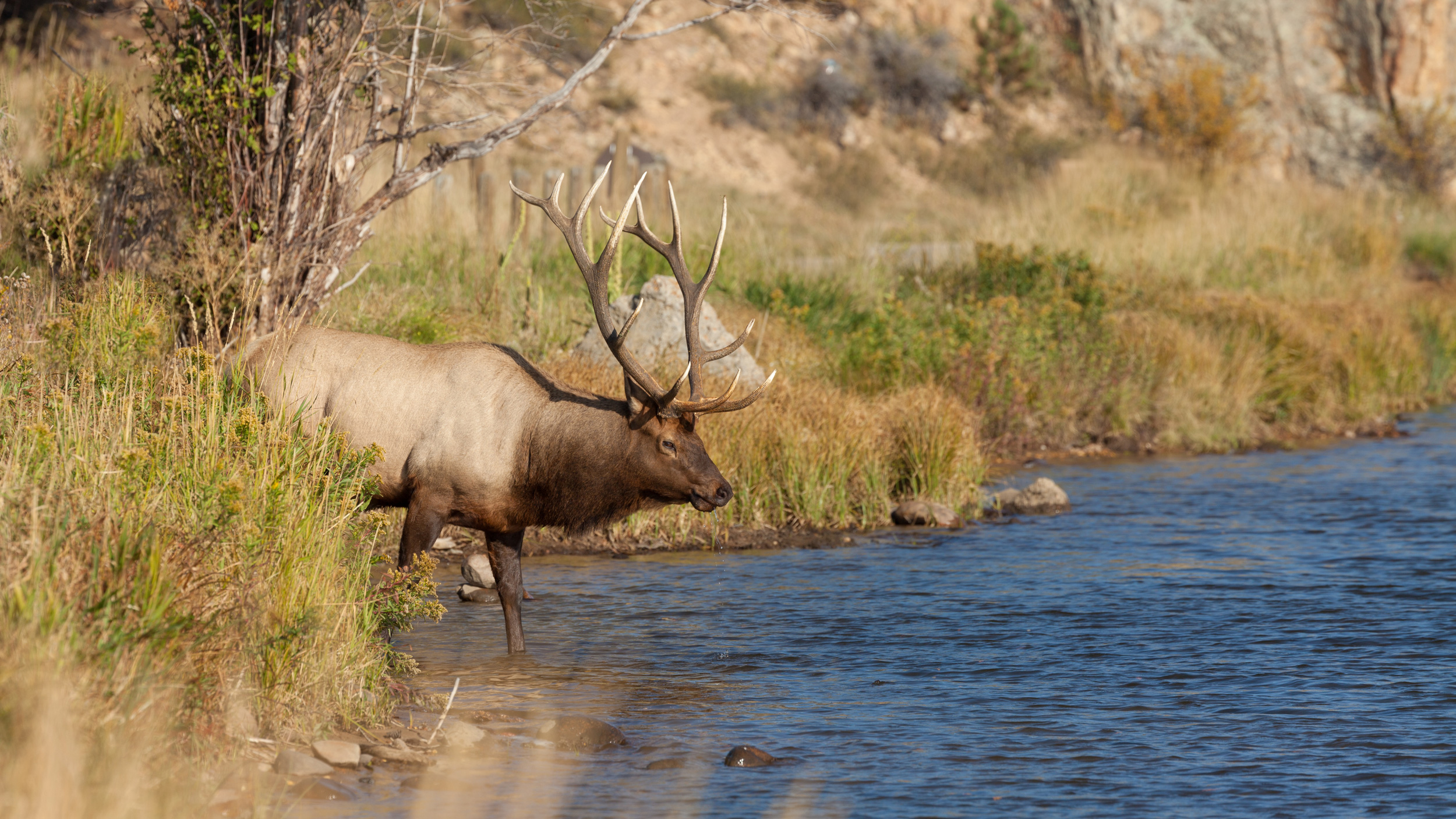 Application Strategy 2024: Idaho deer, elk, and antelope // GOHUNT. The ...