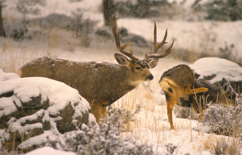 High fawn mortality equals less mule deer opportunity in Idaho ...