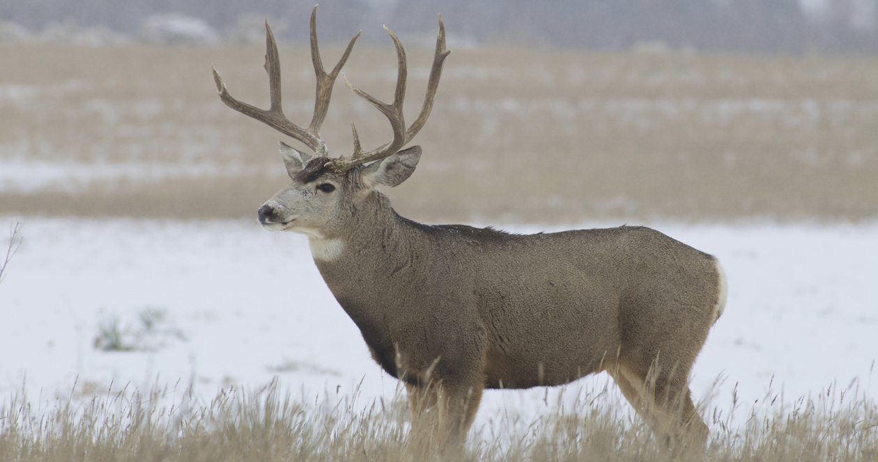 Utah man sentenced for poaching Nevada mule deer // GOHUNT. The Hunting ...