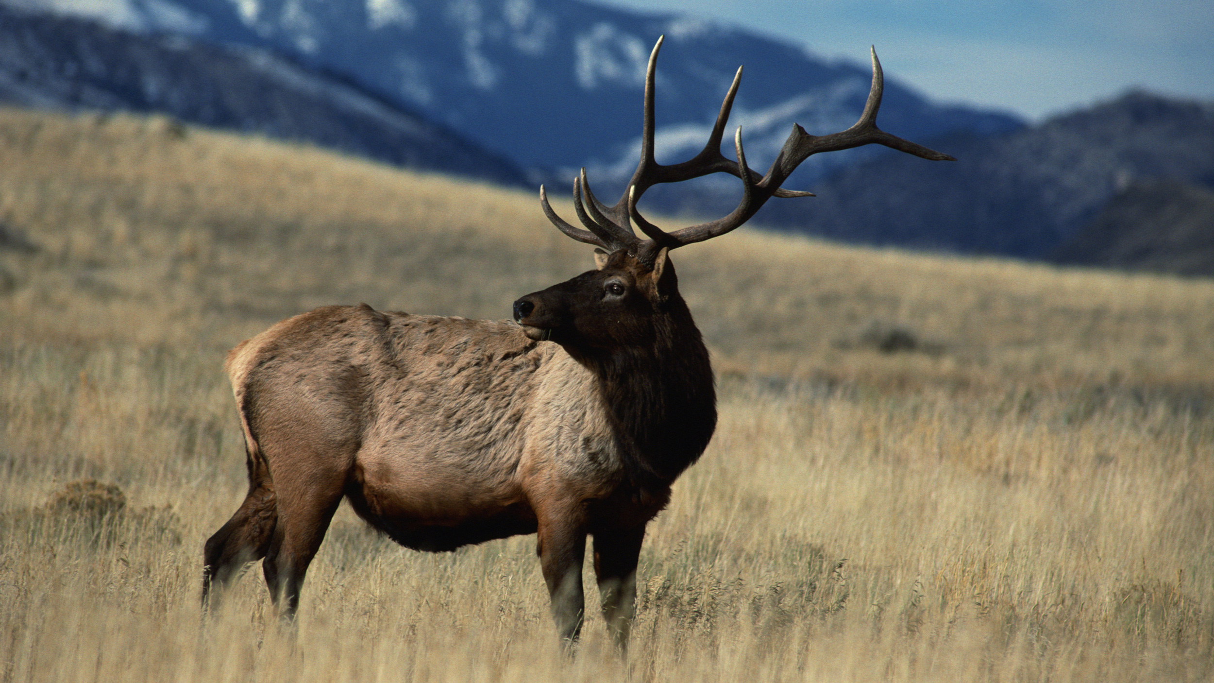 List of returned nonresident Idaho general season deer and elk tags ...