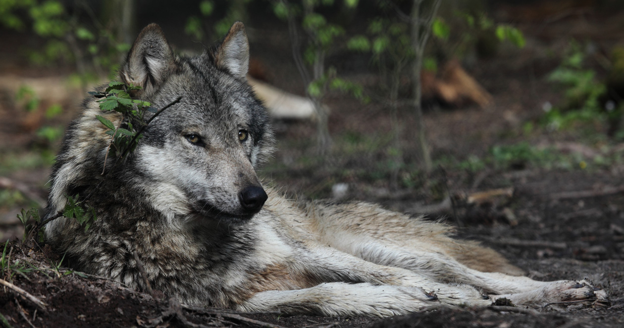 Oregon to give Colorado ten wolves // GOHUNT. The Hunting Company