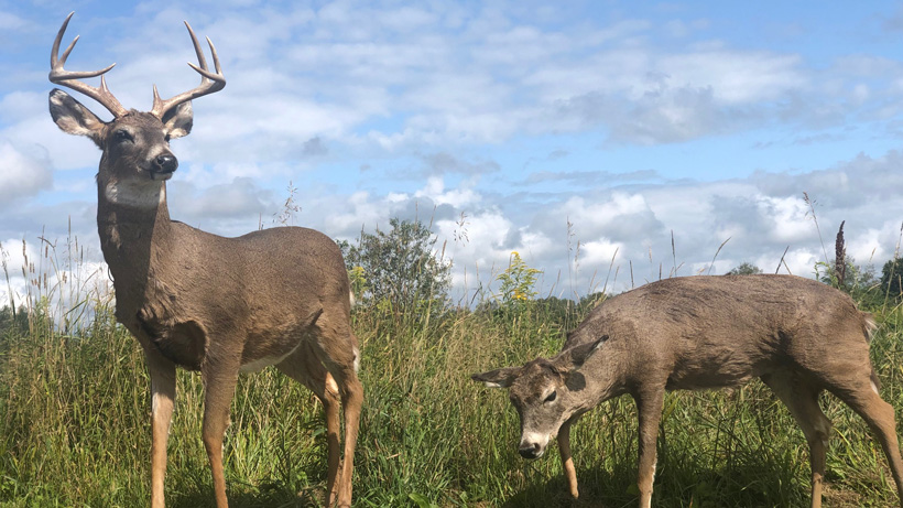 Operation deer decoy to catch people poaching // GOHUNT. The Hunting ...