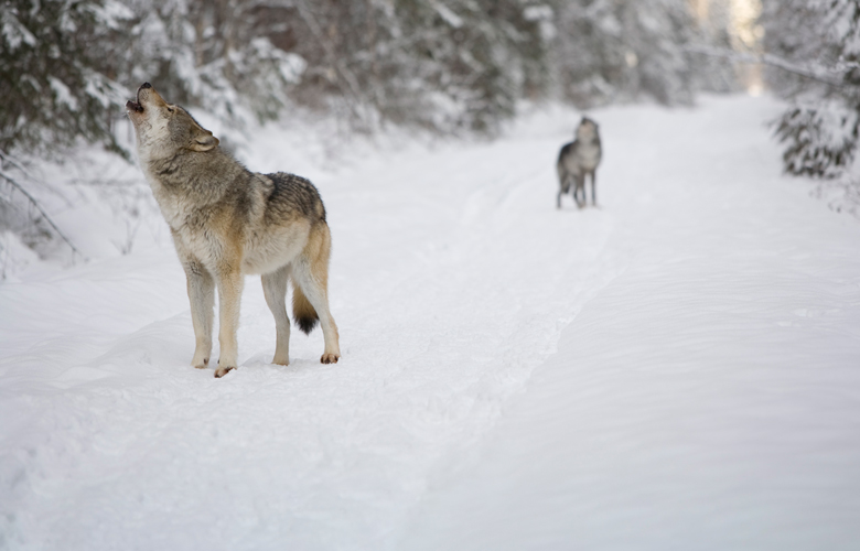 Wolves divide Washington // GOHUNT. The Hunting Company