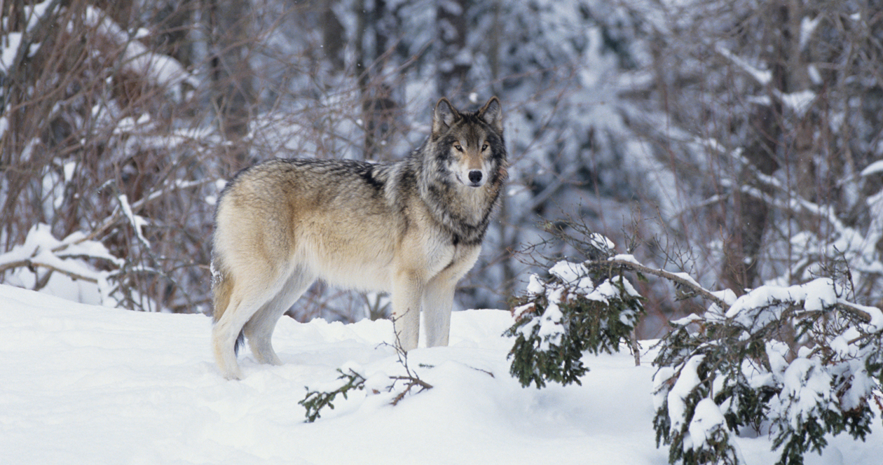 Wisconsin wolf hunt on-deck this month // GOHUNT. The Hunting Company