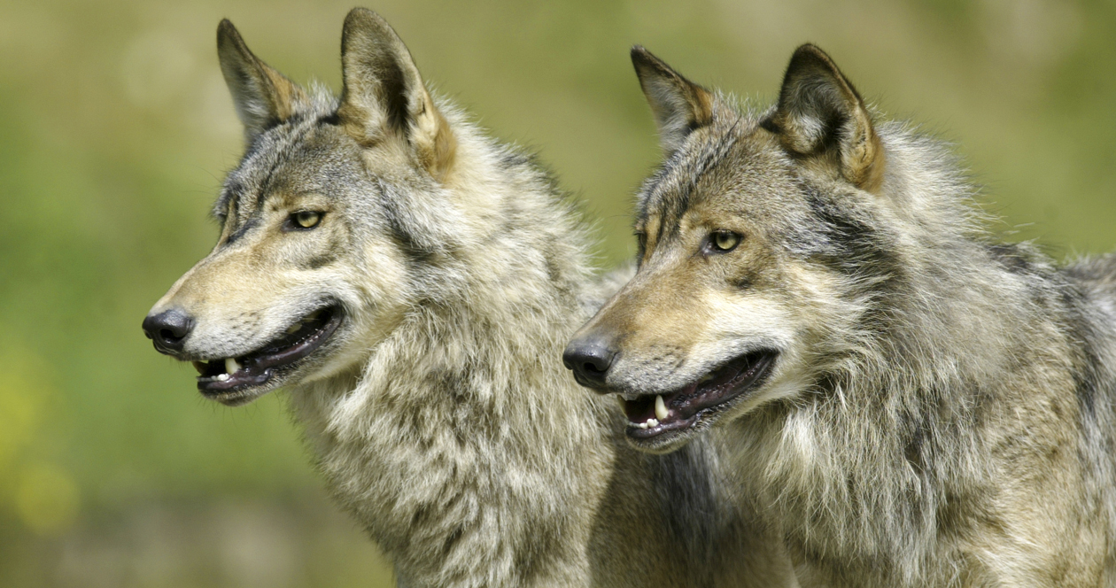 Montana announces changes to wolf trapping and hunting seasons ...