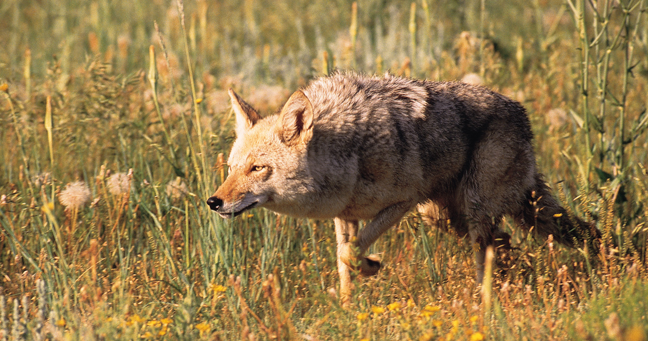 Oregon bans coyote hunting contests // GOHUNT. The Hunting Company