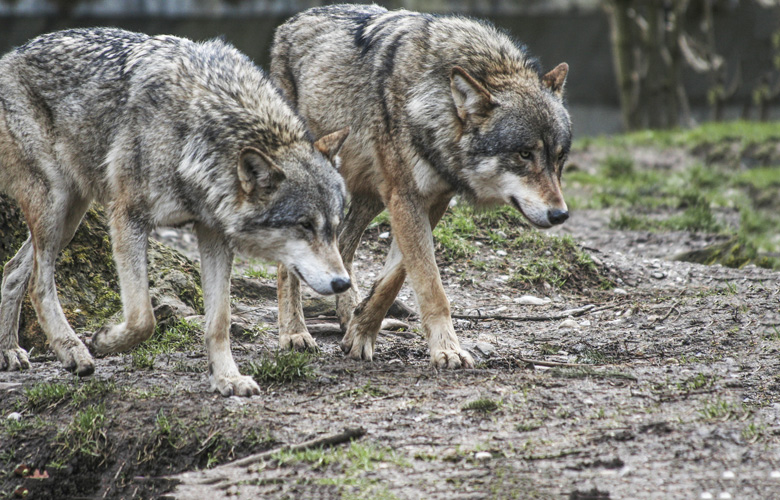 Oregon may delist wolves this fall // GOHUNT. The Hunting Company