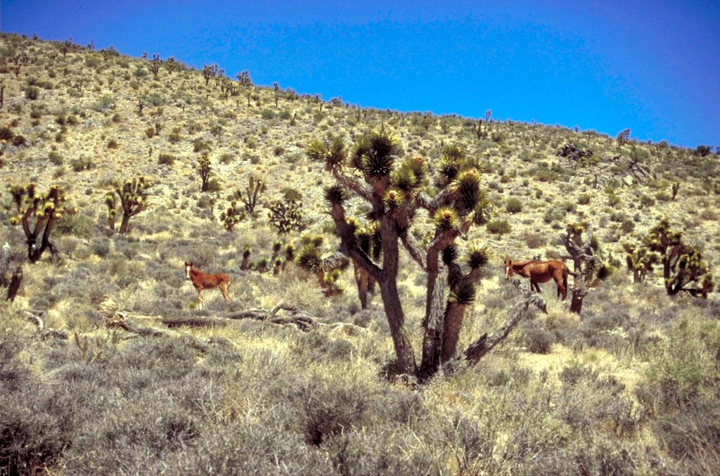 Nevada Unit 280 Unit Profile // GOHUNT. The Hunting Company