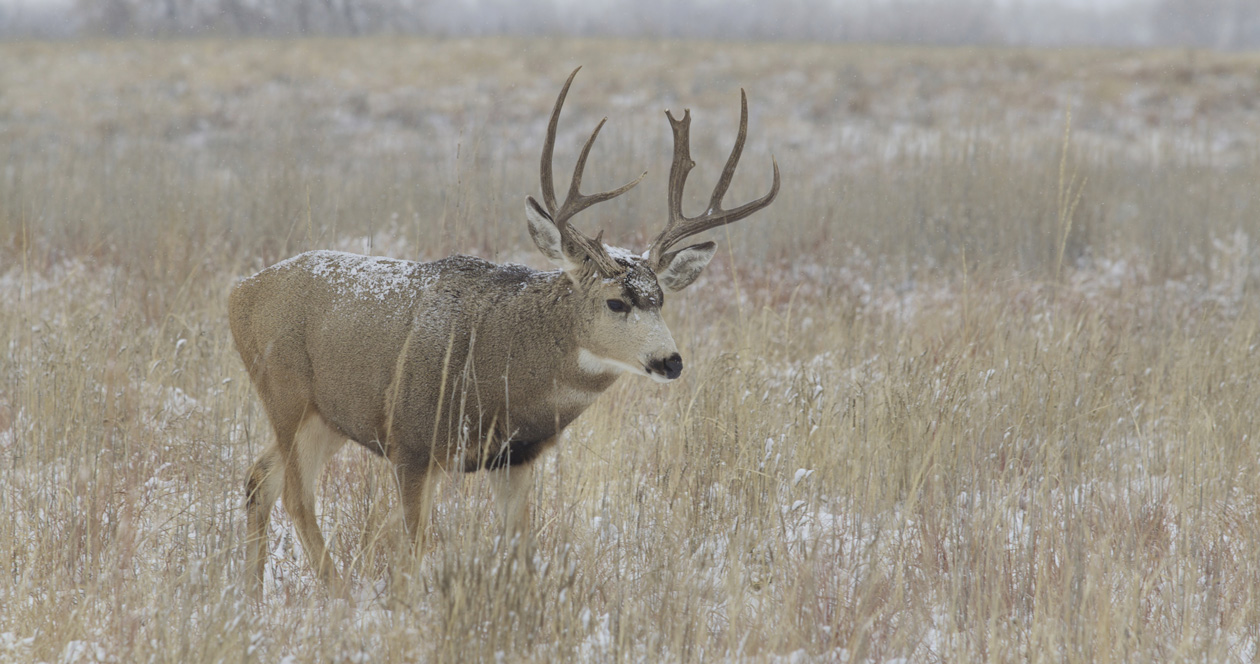CWD hits Montana // GOHUNT. The Hunting Company