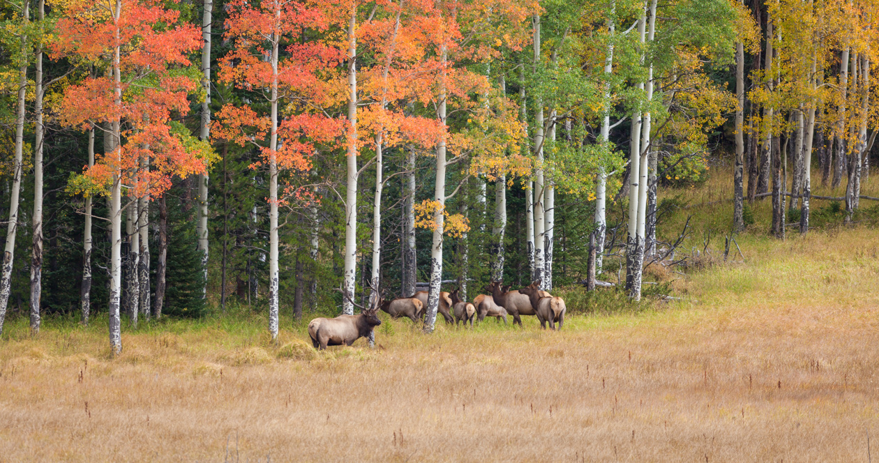 Wisconsin announces first ever elk hunt // GOHUNT. The Hunting Company