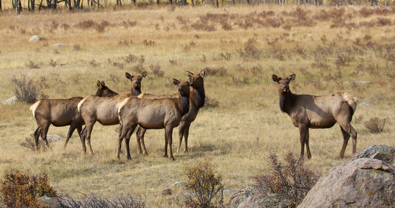 Montana FWP seeks info on two poached bull elk // GOHUNT. The Hunting ...