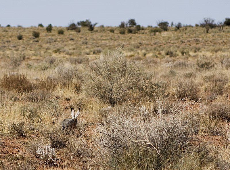 Arizona Unit 13A Unit Profile // GOHUNT. The Hunting Company