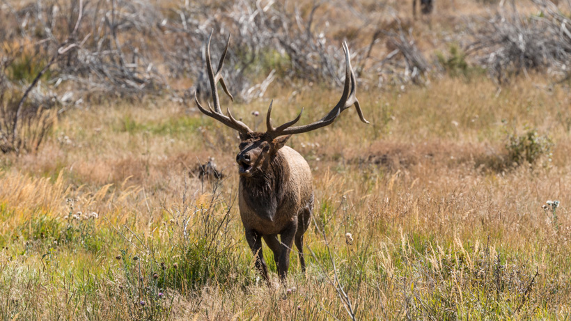 Alert: Nevada recommended big game hunt quotas for 2022 // GOHUNT. The ...