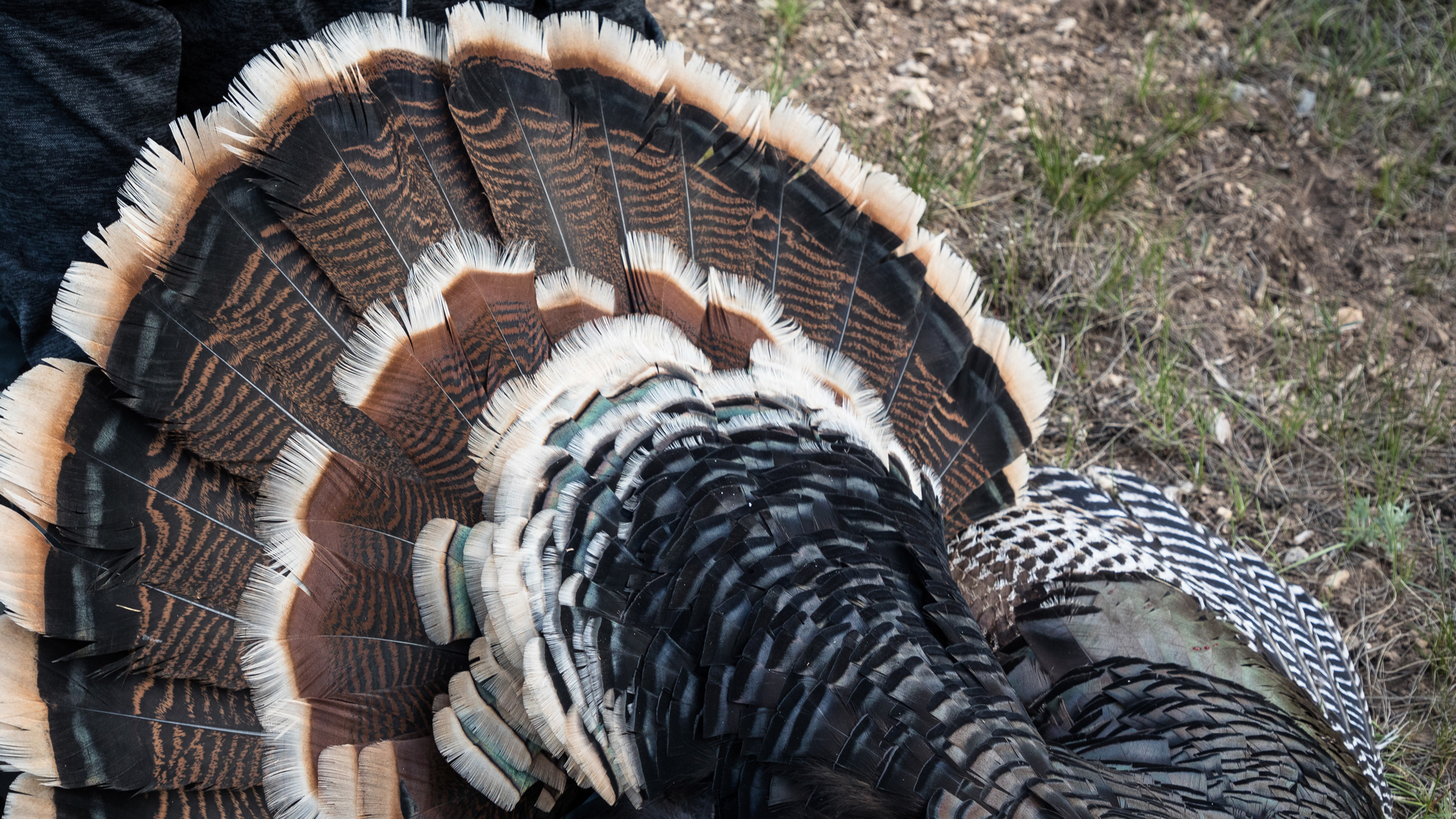 Tips for western spring turkeys // GOHUNT. The Hunting Company
