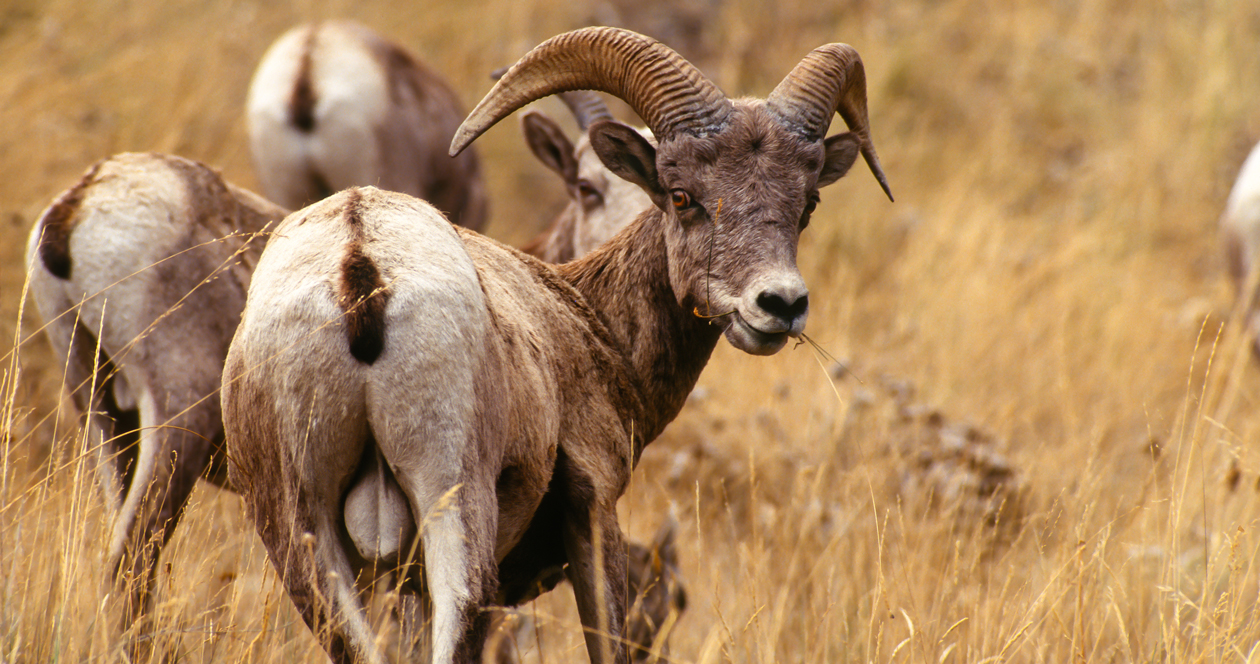New Mexico Closes National Forests To Protect Bighorn Sheep Gohunt The Hunting Company