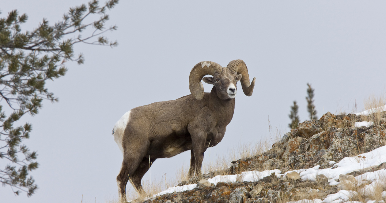 Montana moves bighorn sheep from Malta to Plains // GOHUNT. The Hunting ...