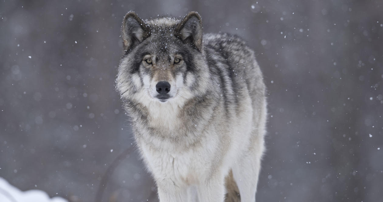 New rule gives Colorado authority over gray wolf management // GOHUNT ...