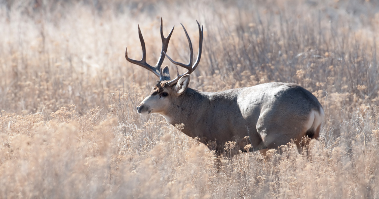 Montana continues to battle CWD // GOHUNT. The Hunting Company