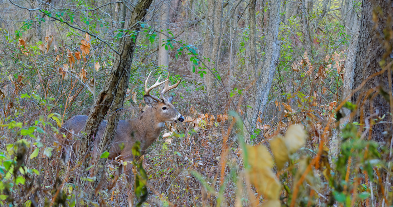 Oklahoma woman brags about poaching deer on dating app // GOHUNT. The ...