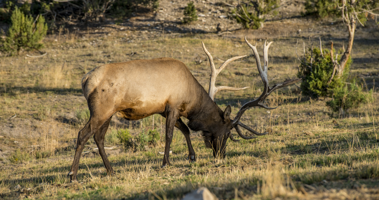 Nevada to set big game quotas for 2018-2019 seasons // GOHUNT. The ...
